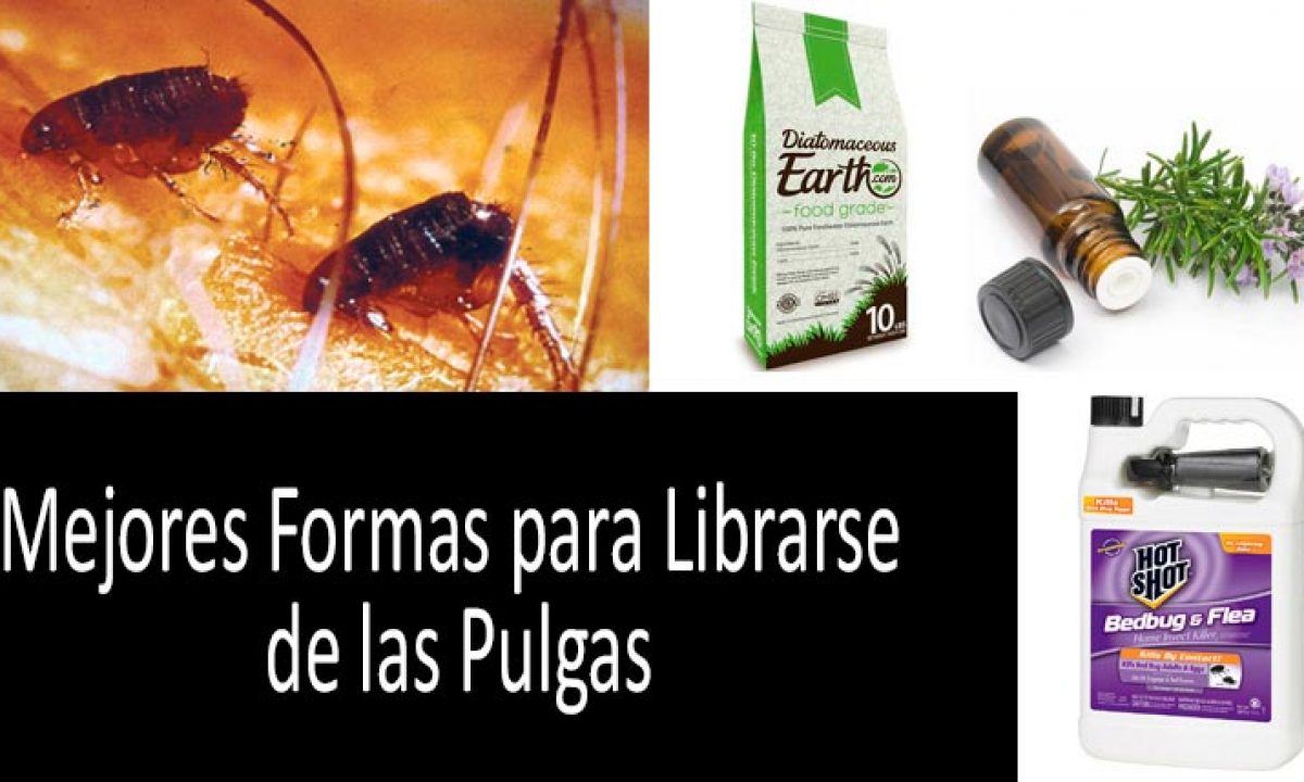 Consejos para eliminar las pulgas en tu hogar